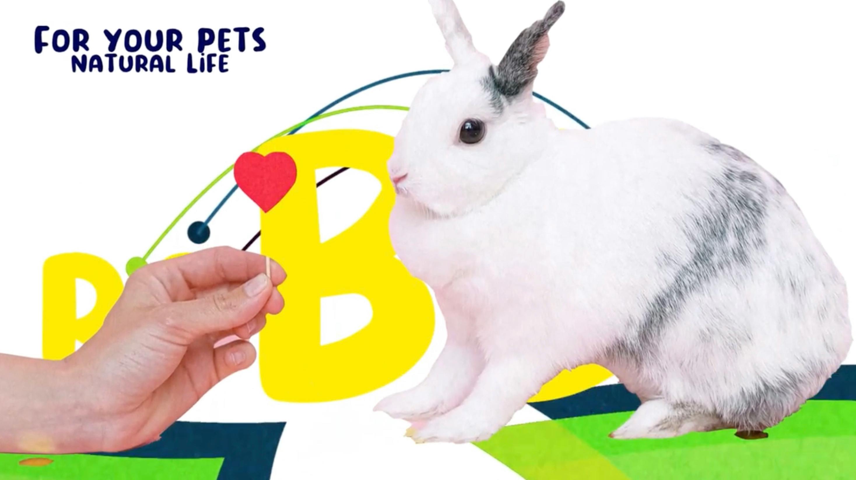 Pethouse: Pets Shop & Animal Promo video templates | Artlist