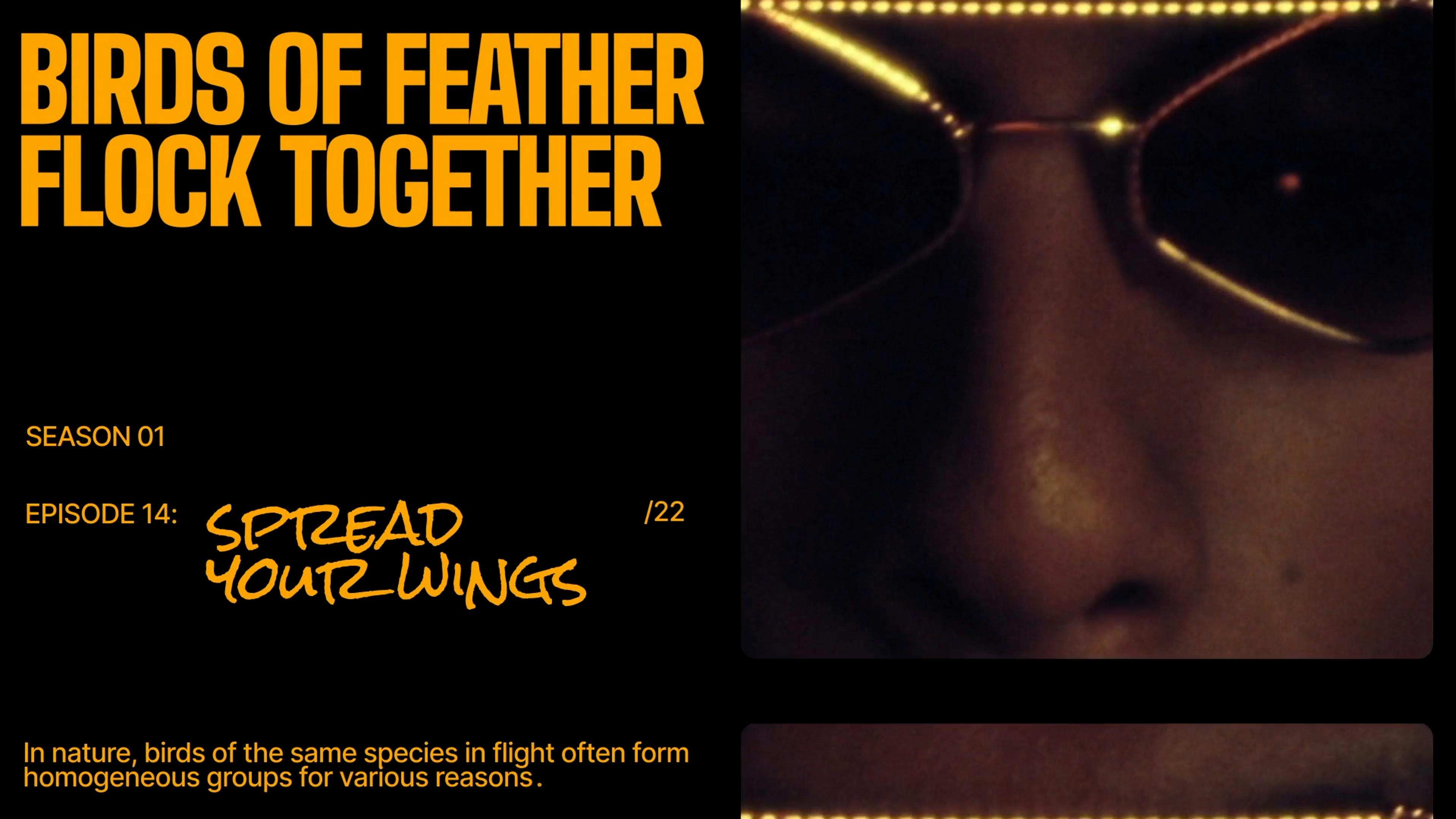 Birds Flock Together video templates | Artlist